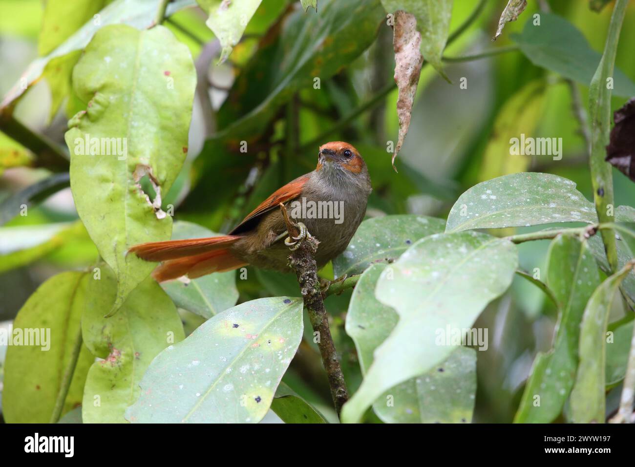 The red-faced spinetail (Cranioleuca erythrops) is a species of bird in ...