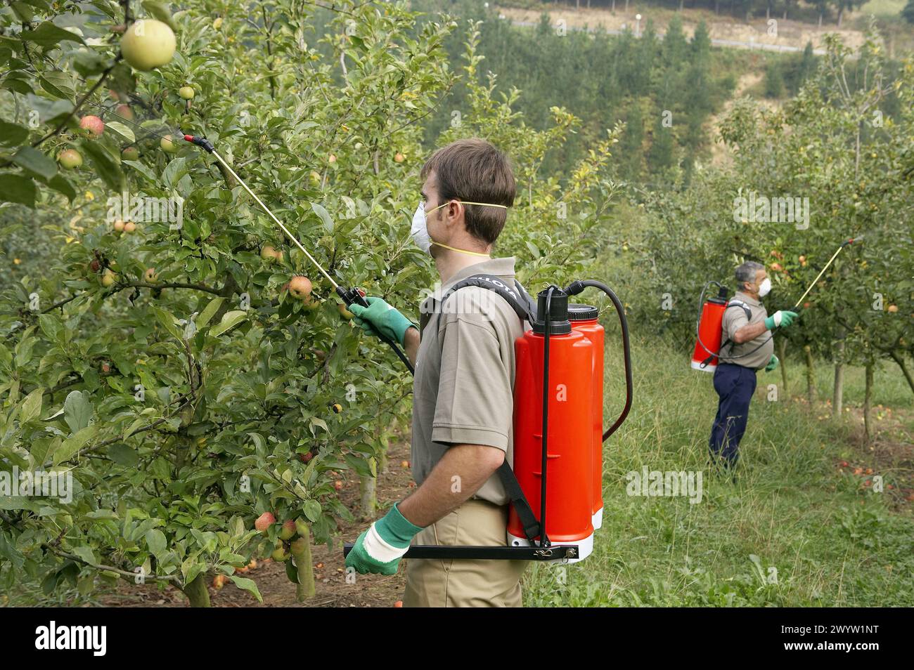 árbol individual hi-res stock photography and images - Alamy