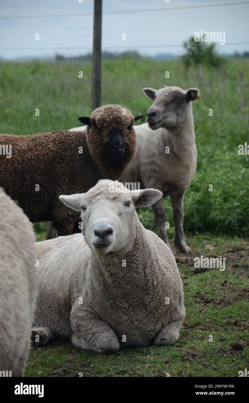 Sheep head in fence hi-res stock photography and images - Alamy
