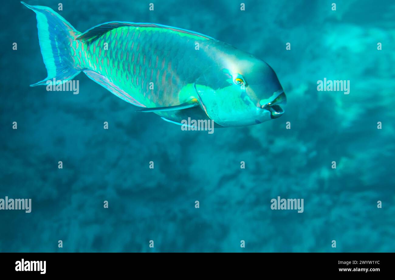 Red sea parrot fish hi-res stock photography and images - Alamy