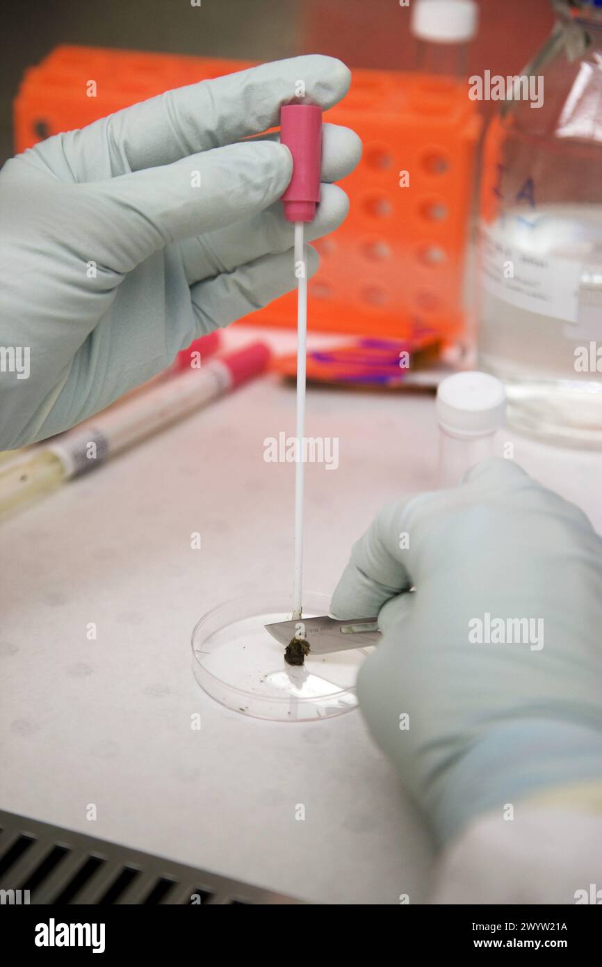 Extraction of rna hi-res stock photography and images - Alamy