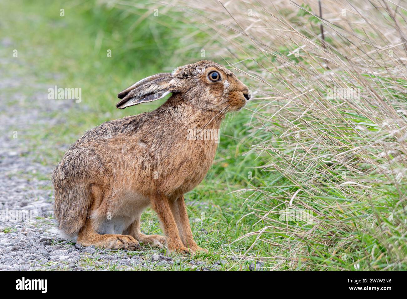 Brown hare (Lepus europaeus) close-up in grassland, Kent, England, UK ...
