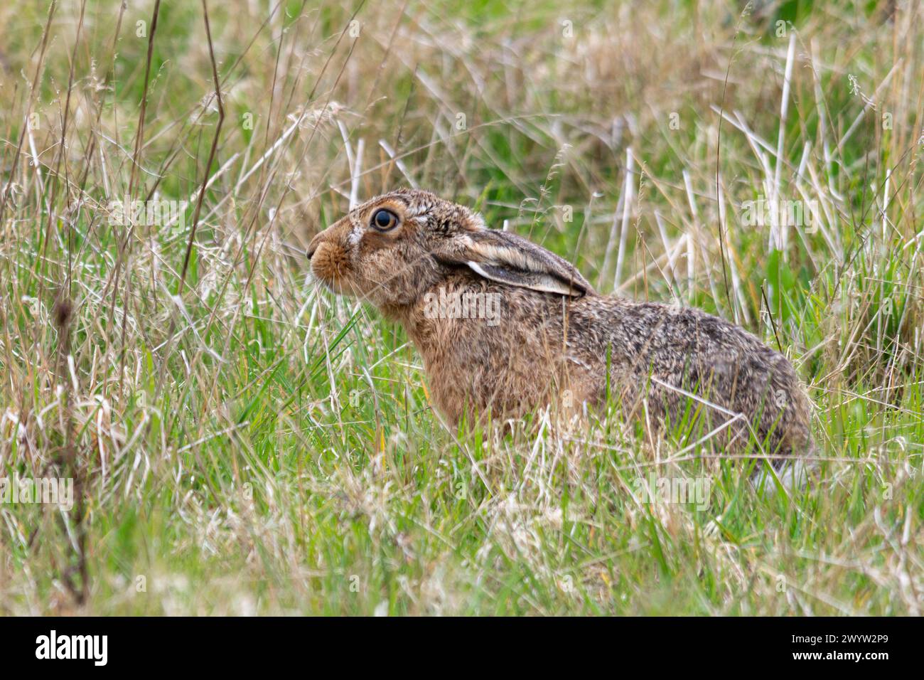Brown hare (Lepus europaeus) close-up in grassland, Kent, England, UK ...
