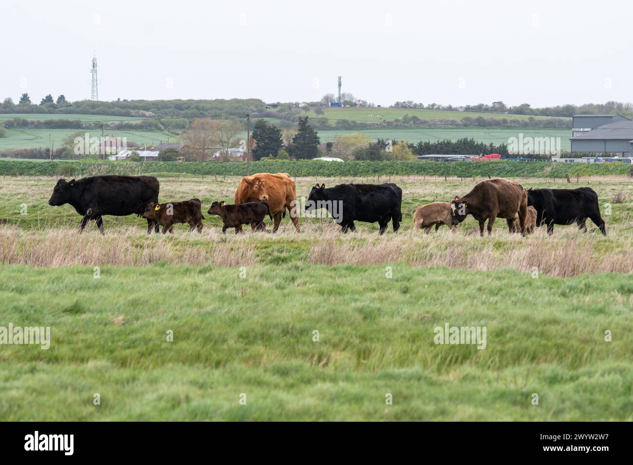 Grazing cattle with young calves at Elmley Nature Reserve, Kent ...