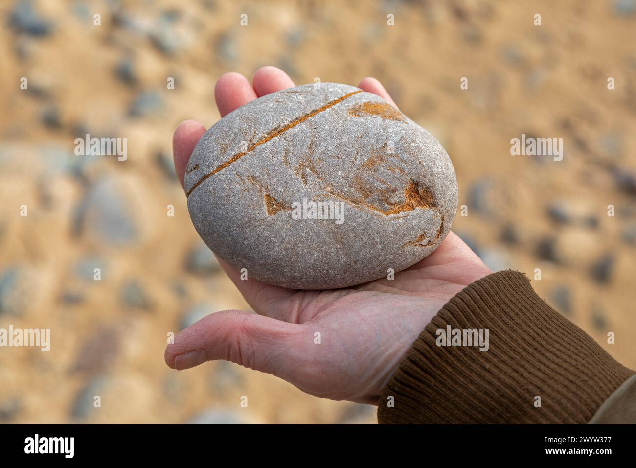 Woman holding stone in hand, beach, LLanddwyn Bay, Newborough, Anglesey ...
