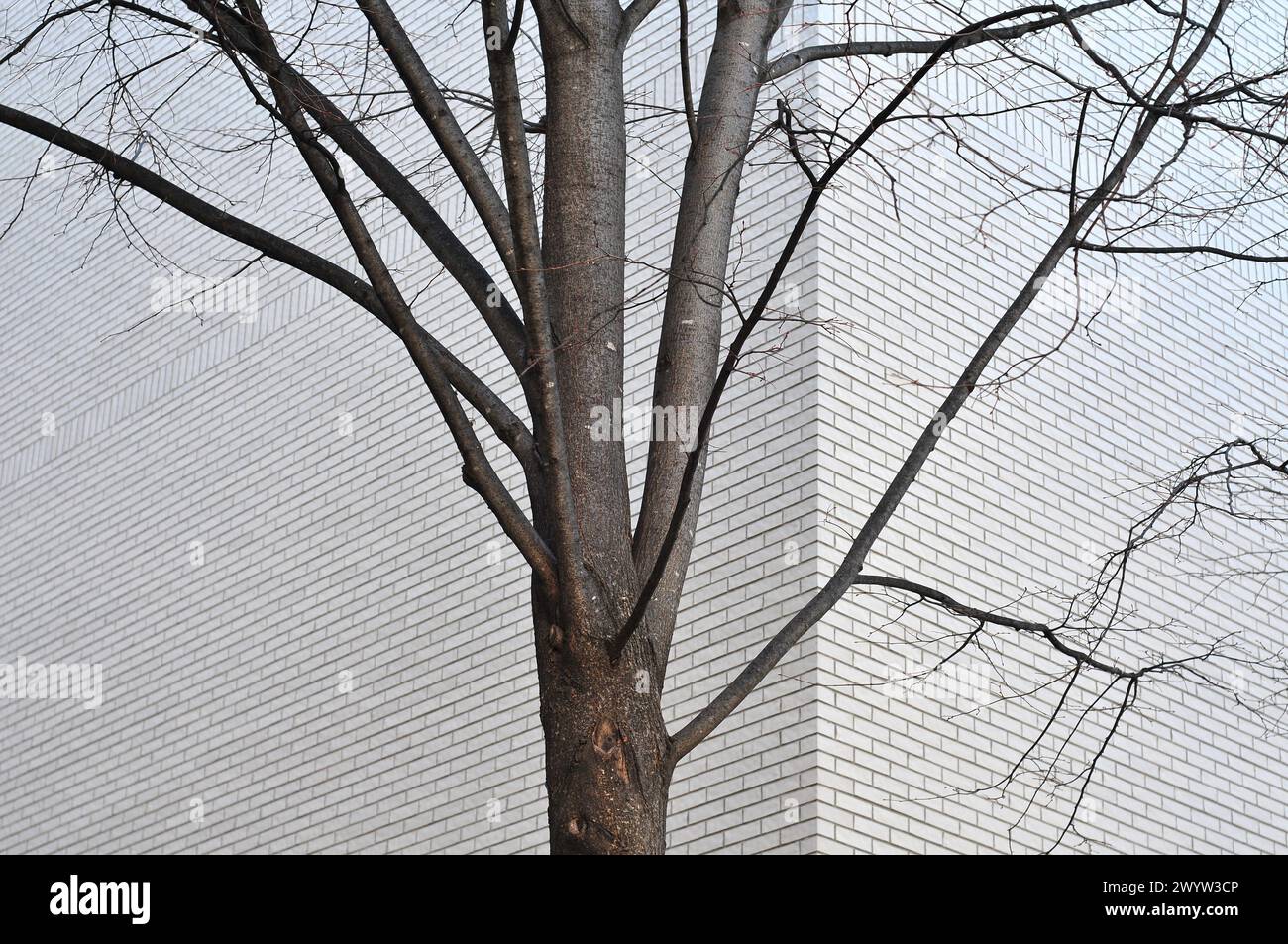 tree and wall Stock Photo - Alamy