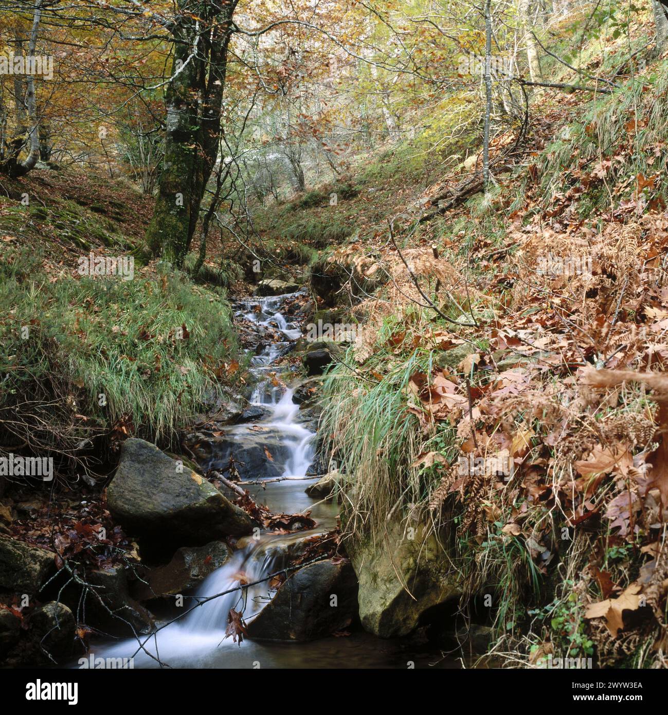 Alzania River. Otzaurte. Guipúzcoa. Spain Stock Photo - Alamy