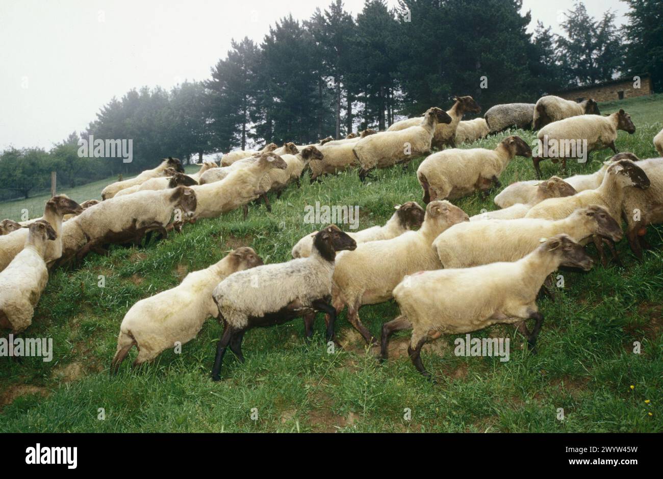 Latza sheep. Legazpi. Gipuzkoa. Spain Stock Photo - Alamy
