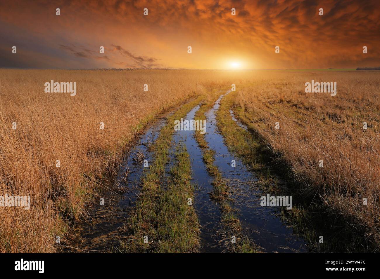 Evening sun on country lane hi-res stock photography and images - Alamy