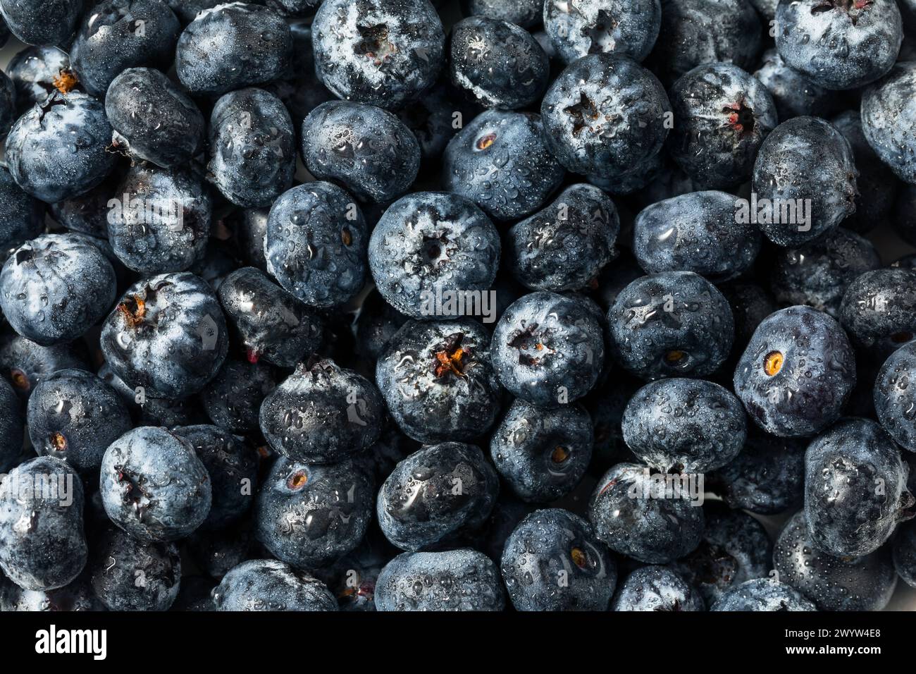 Organic Raw Blue Blueberries Ready to Eat Stock Photo - Alamy