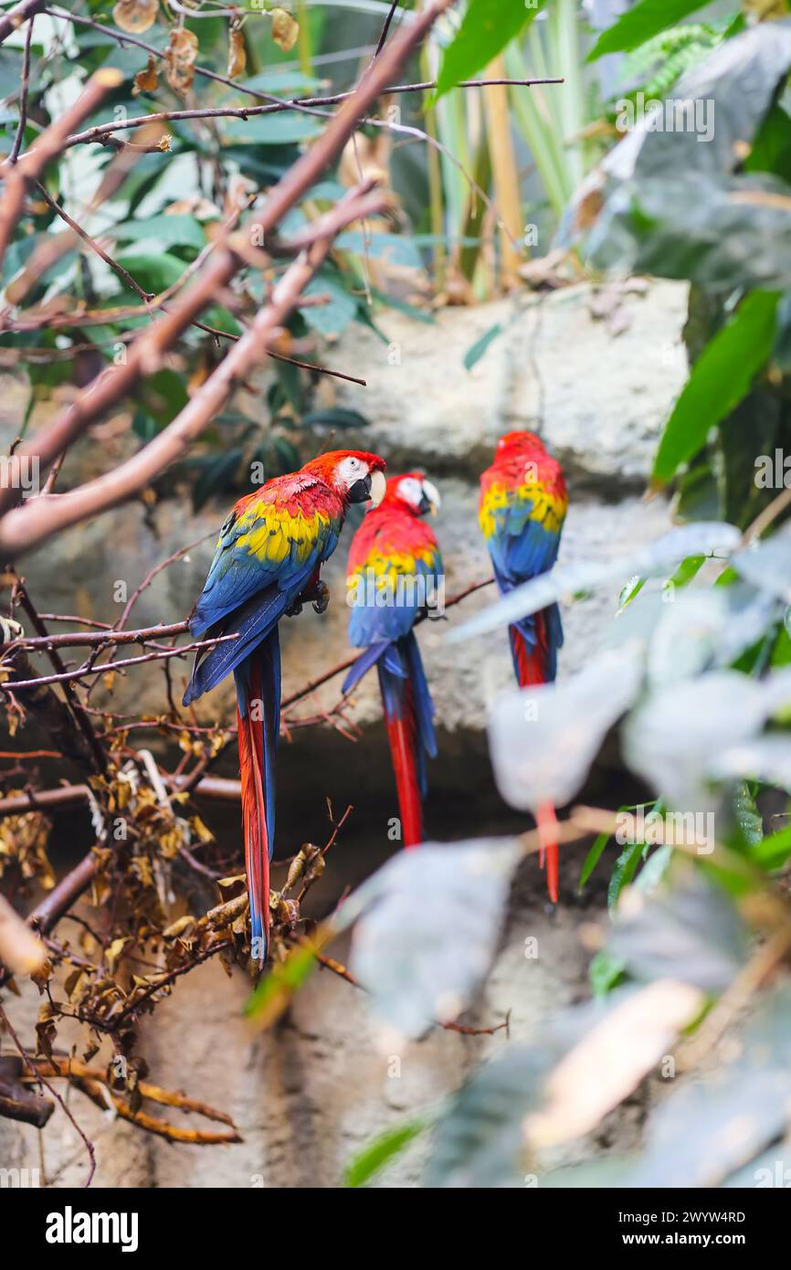 2 Red blue parrot gnawing on the tree Stock Photo - Alamy