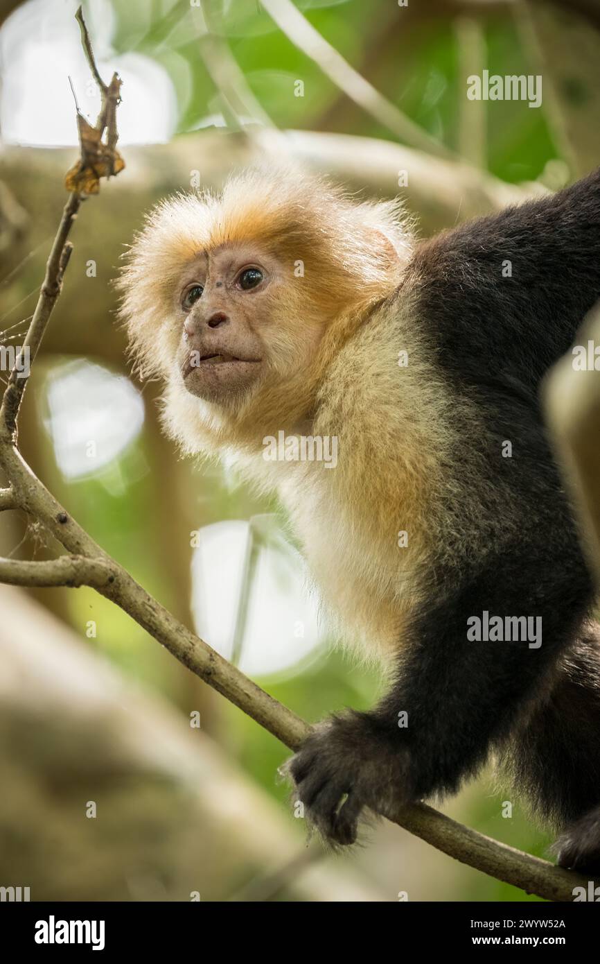 Capuchin Monkey, Reserva de Biosfera Ometepe, Ometepe Island, Rivas ...