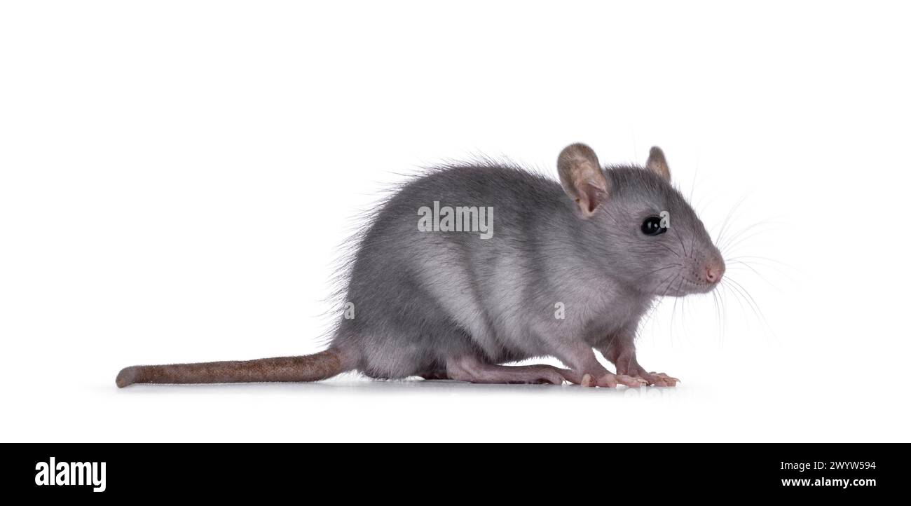 Cute blue young rat, standing side ways. Looking away from camera ...
