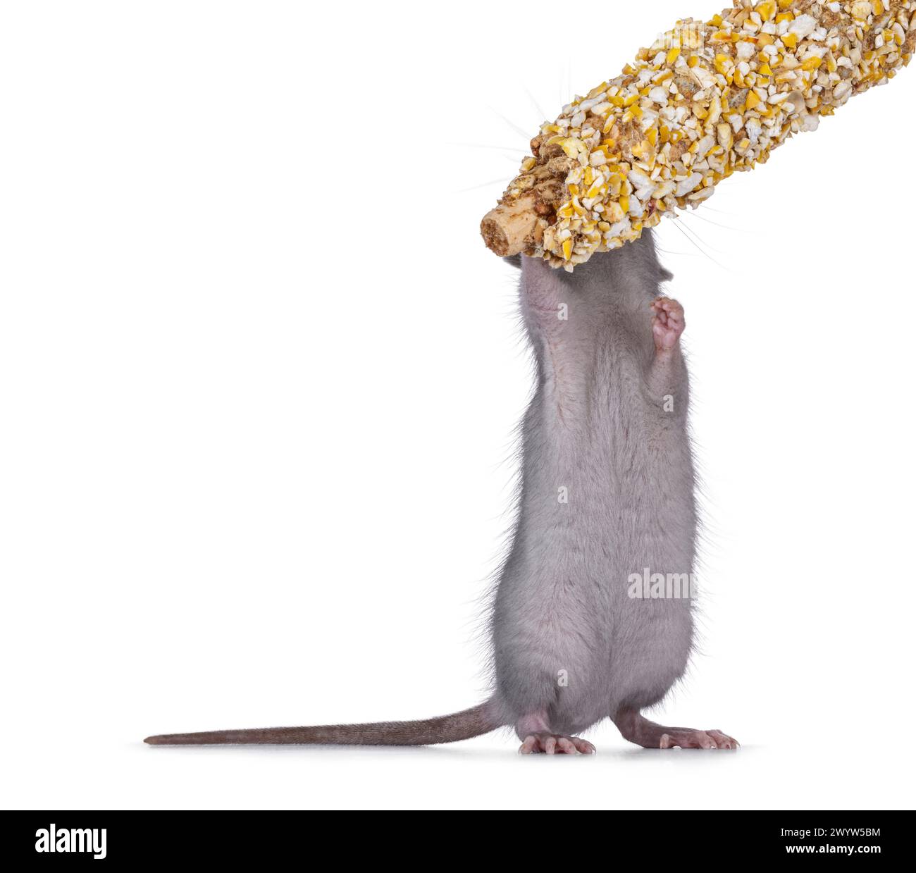 Cute blue young rat, standing on hind paws eating candy. No face ...