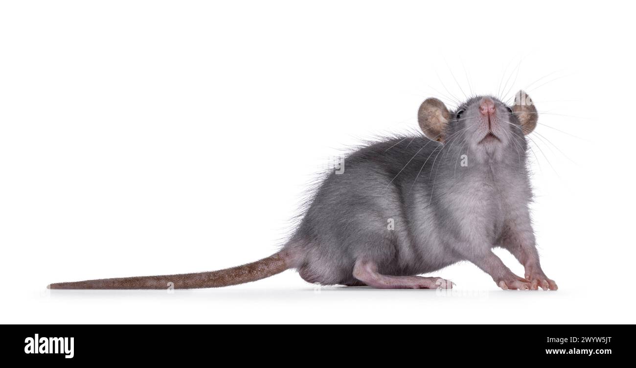 Cute blue young rat, standing side ways. Looking up and above camera ...