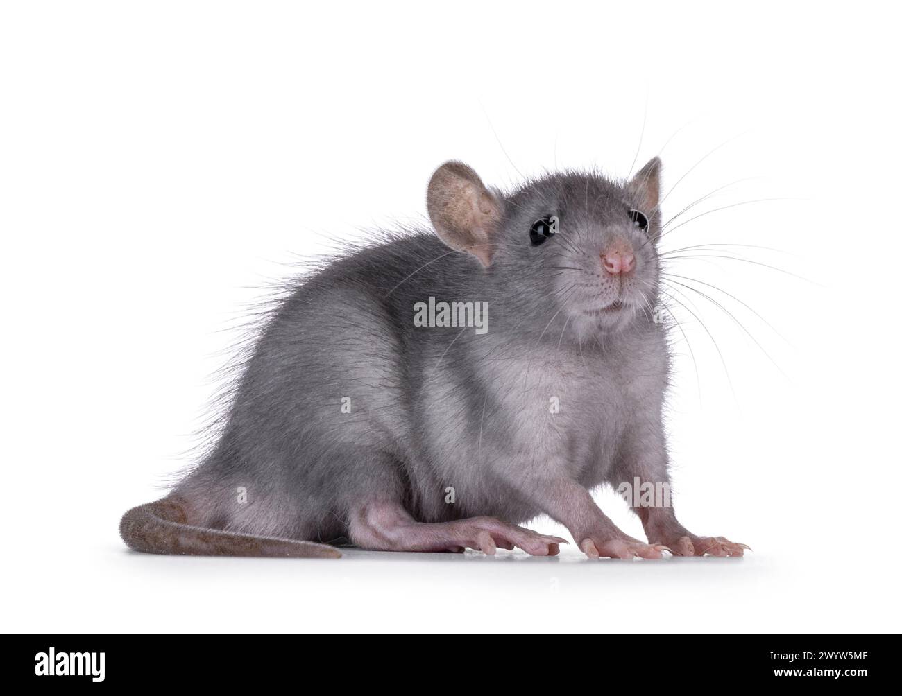 Cute blue young rat, standing side ways. Looking beside camera ...