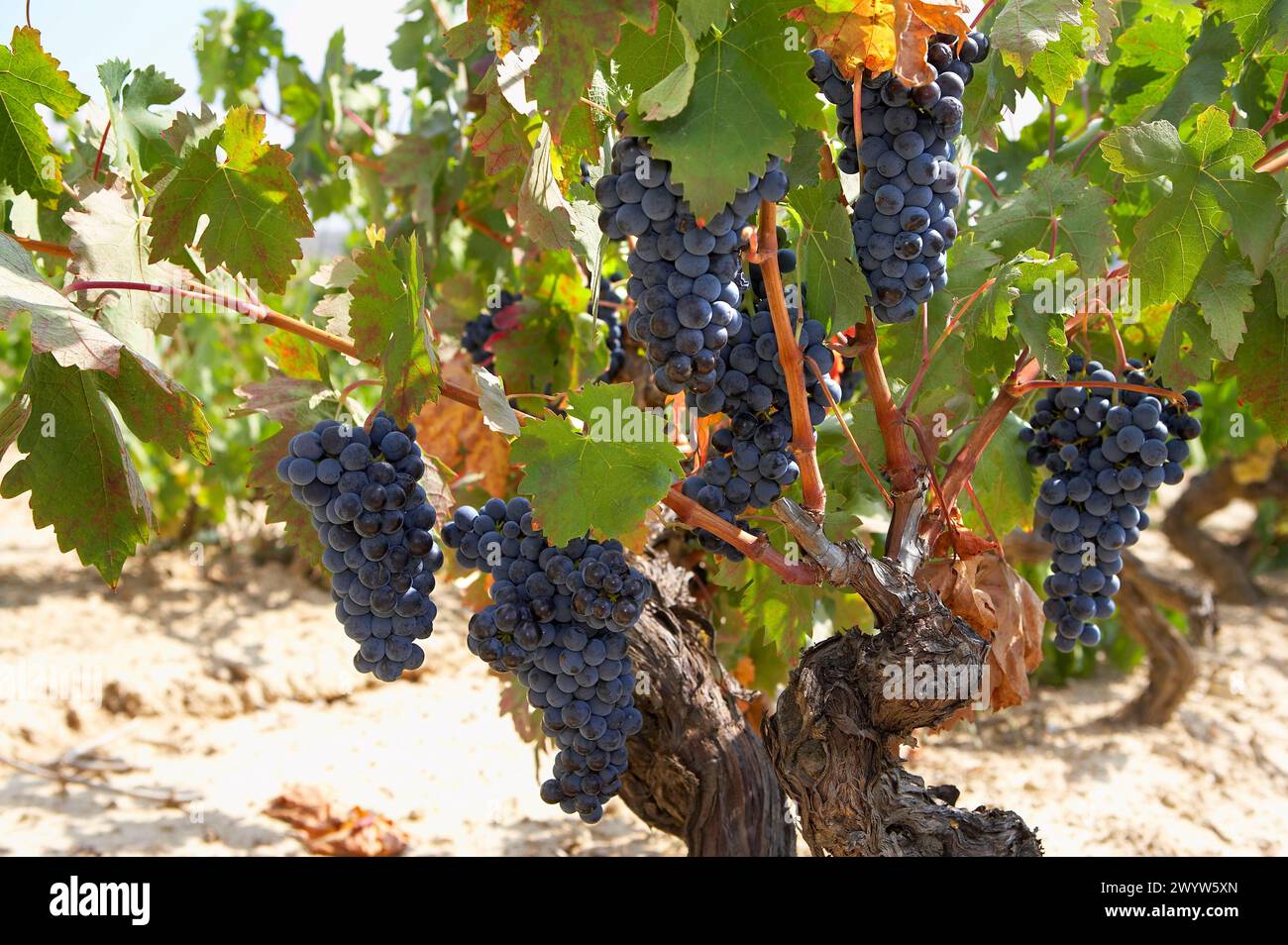 Vineyards, Tempranillo, near Laguardia, Rioja Alavesa, Araba, Basque ...