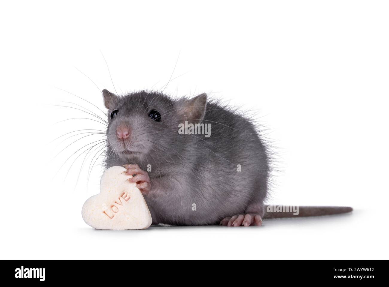Cute blue young rat, standing side ways holding a heart shaped candy ...