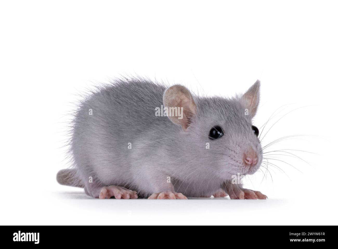 Cute blue young rat, standing side ways. Looking towards camera ...