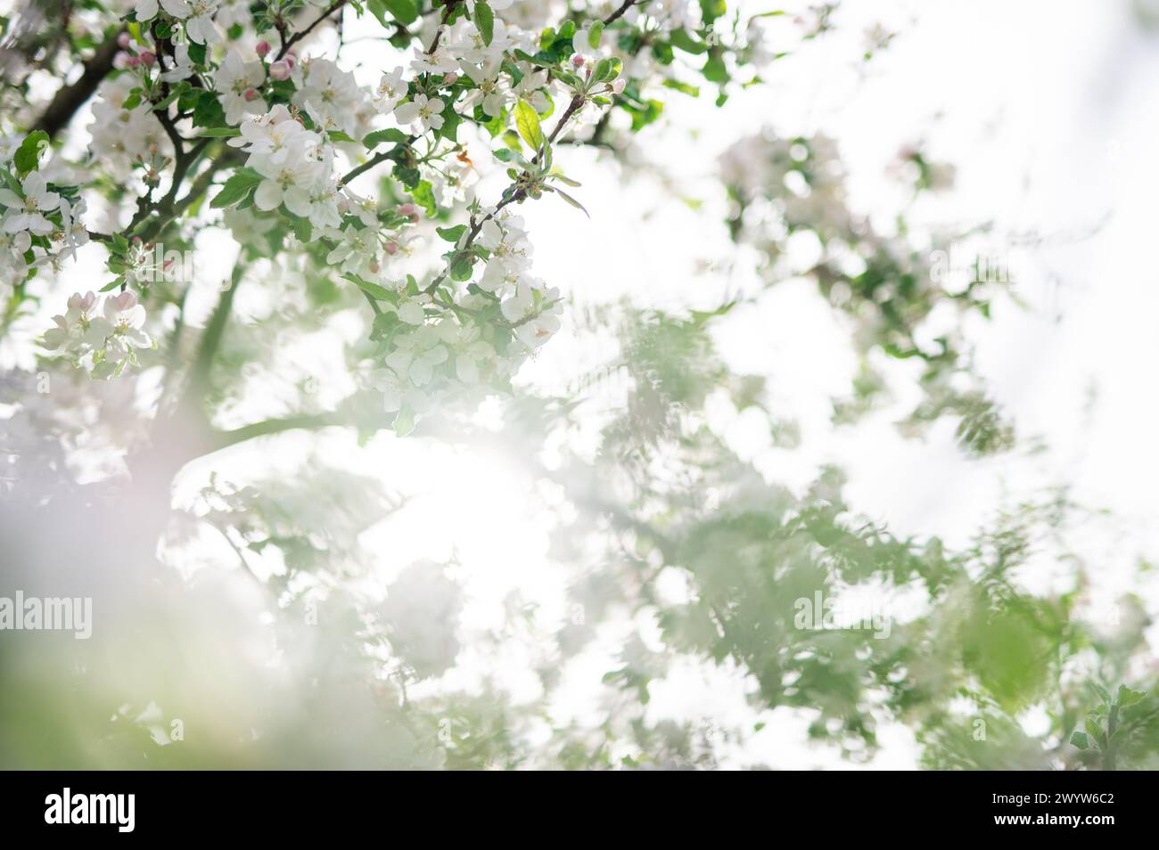 Everything is waking up and spring is starting. Beautiful spring nature ...