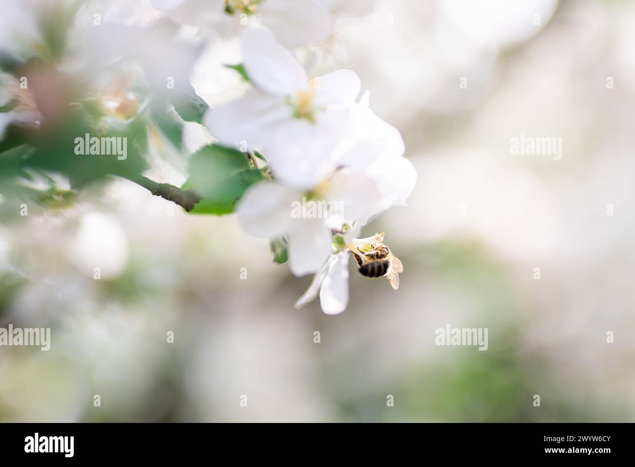 First bees pollinating full bloomed apple tree flowers. Everything is ...