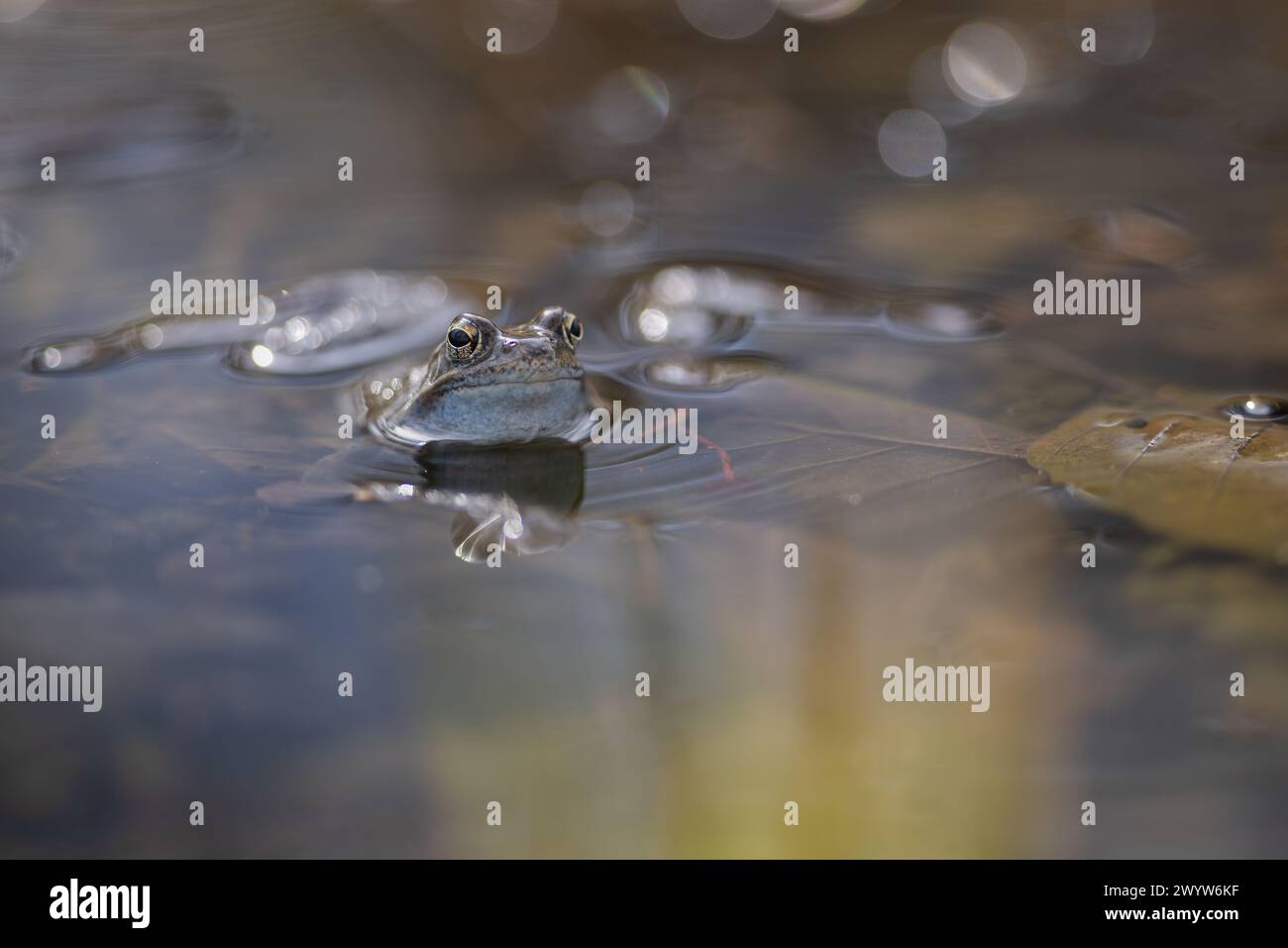 Nuptial pad hi-res stock photography and images - Alamy