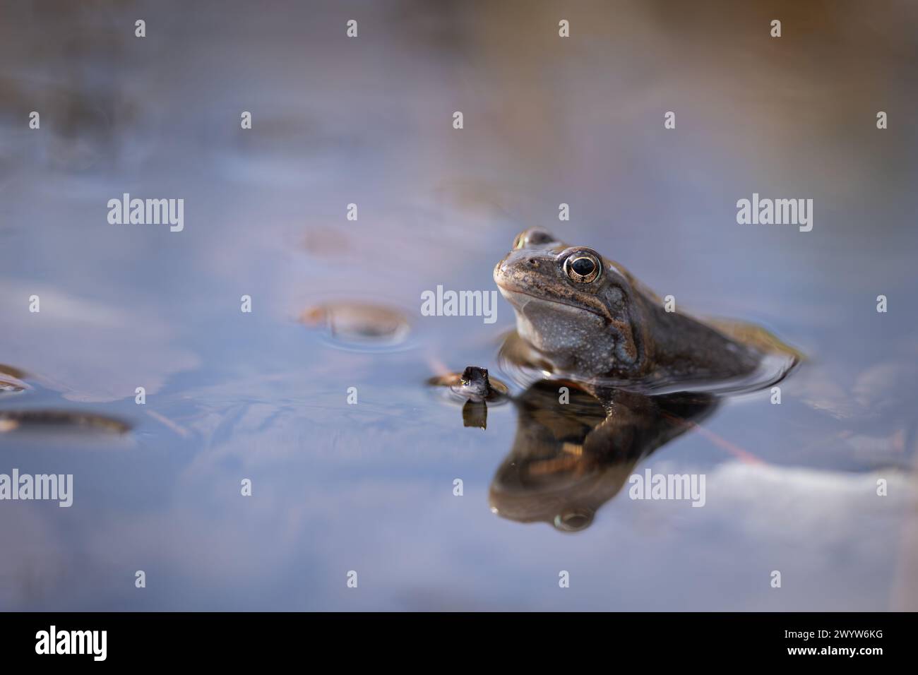 Selective in breeding hi-res stock photography and images - Alamy