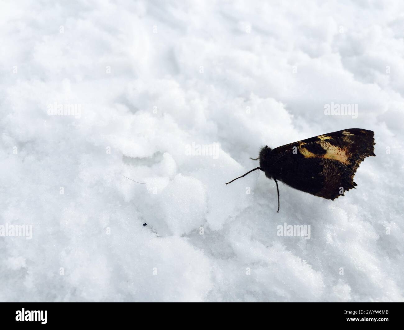 A butterfly on snow Stock Photo - Alamy
