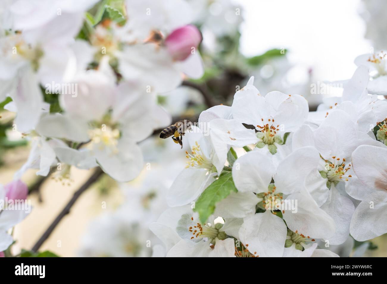 First bees pollinating full bloomed apple tree flowers. Everything is ...