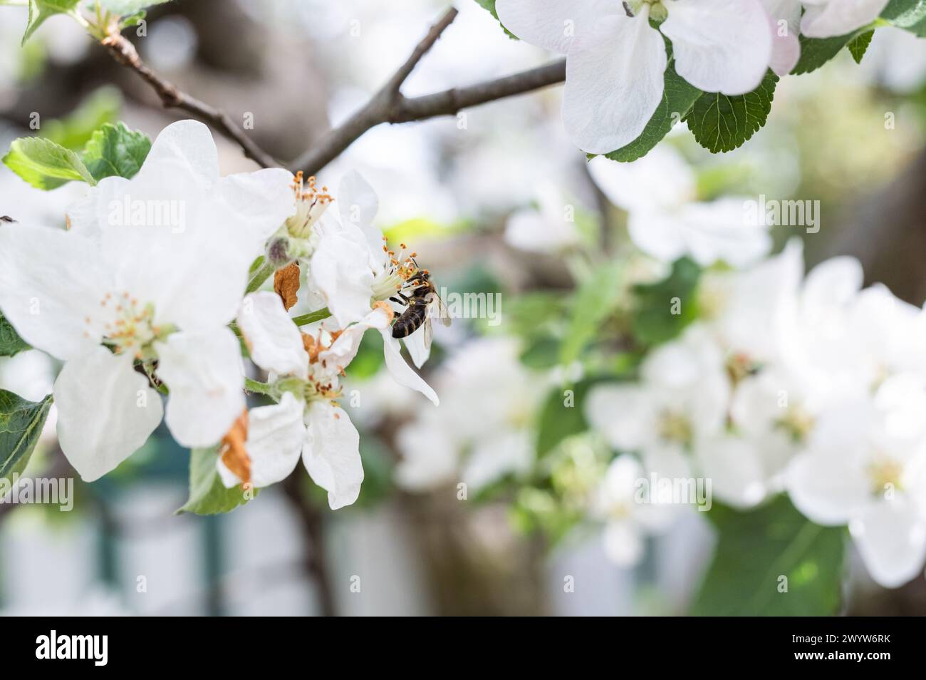 First bees pollinating full bloomed apple tree flowers. Everything is ...