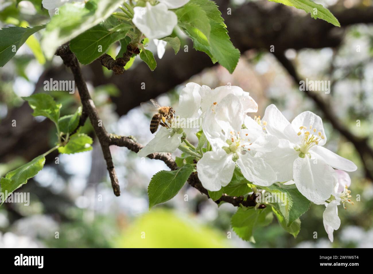 First bees pollinating full bloomed apple tree flowers. Everything is ...