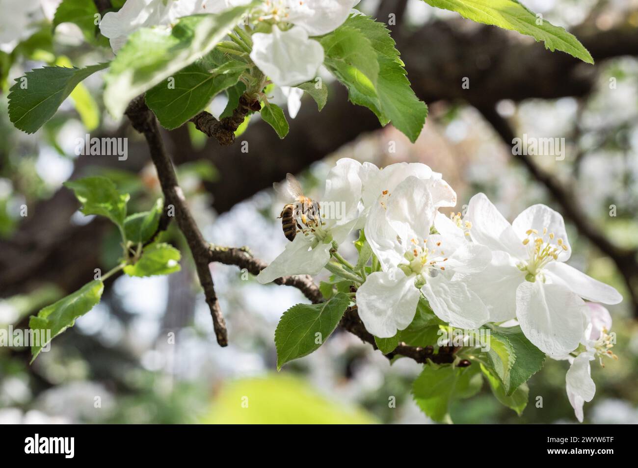 First bees pollinating full bloomed apple tree flowers. Everything is ...