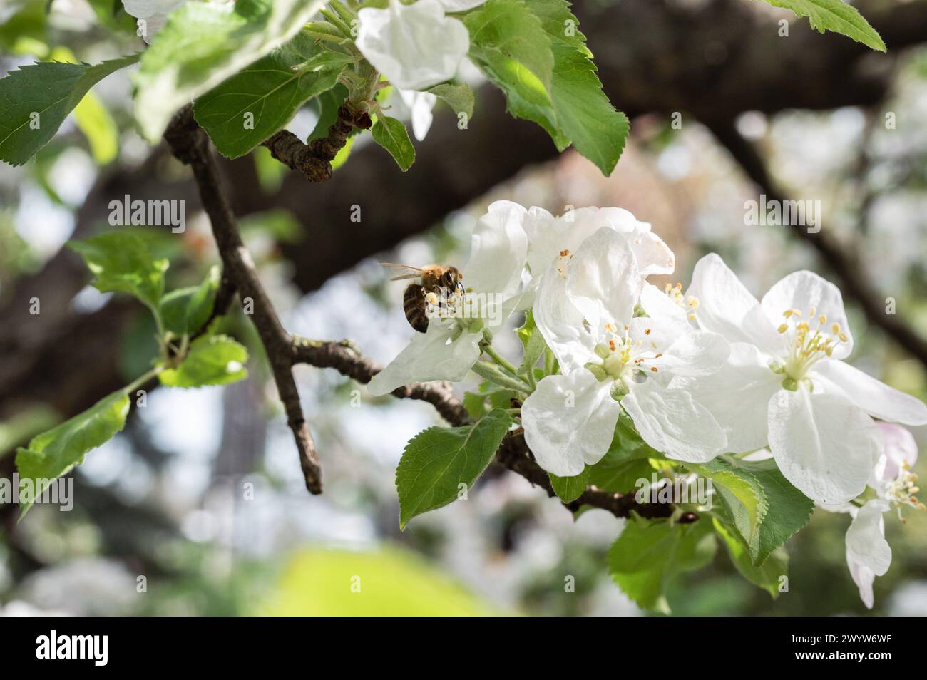 First bees pollinating full bloomed apple tree flowers. Everything is ...