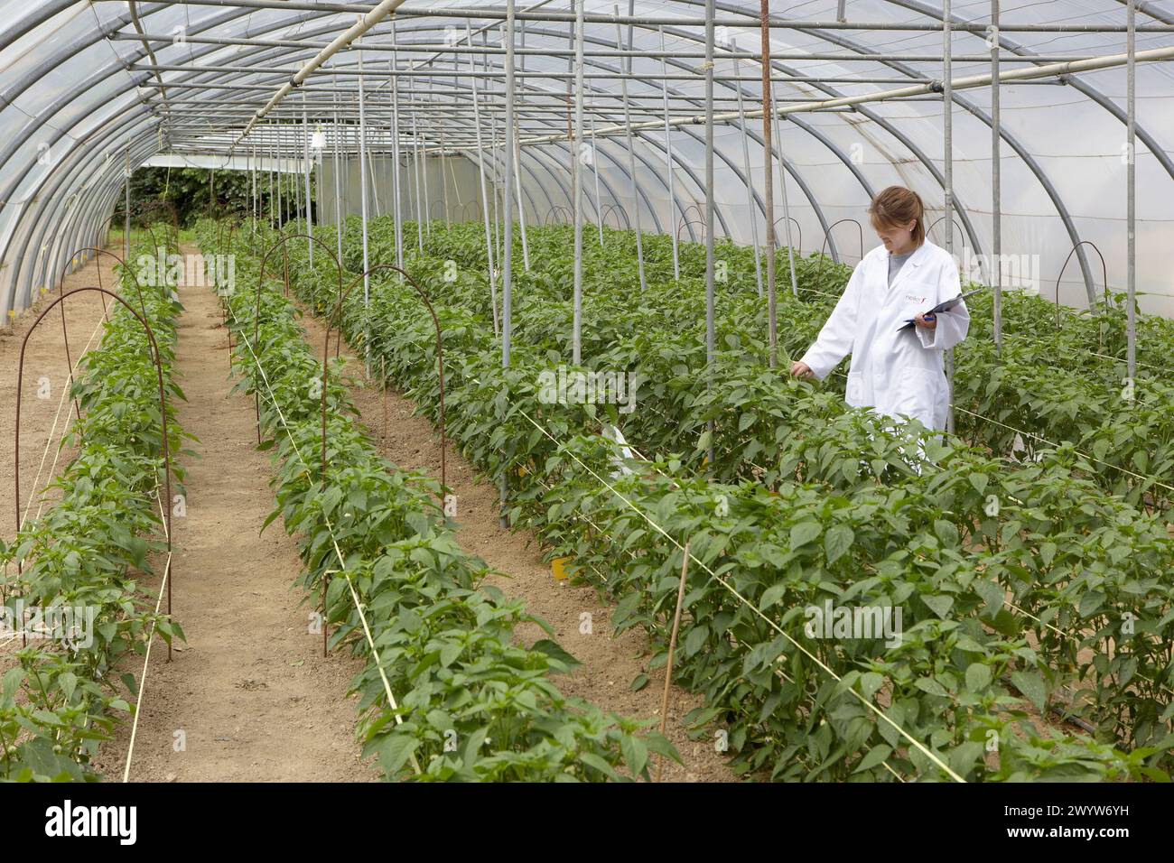 Biofumigation test: monitoring infected Gernika pepper plants, Neiker ...