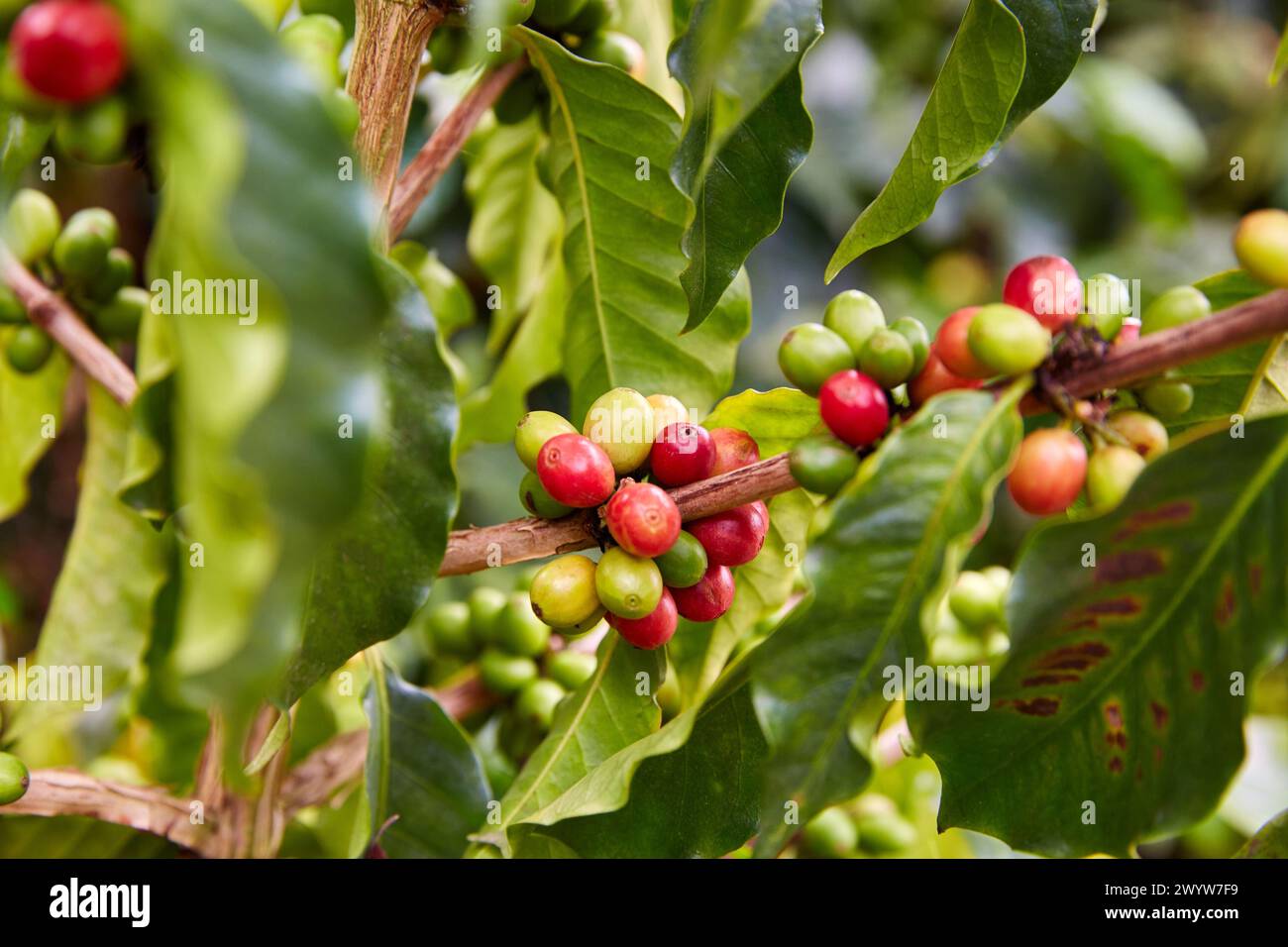 Hacienda San Alberto, Cafetal, Coffee plantations, Coffee Cultural ...