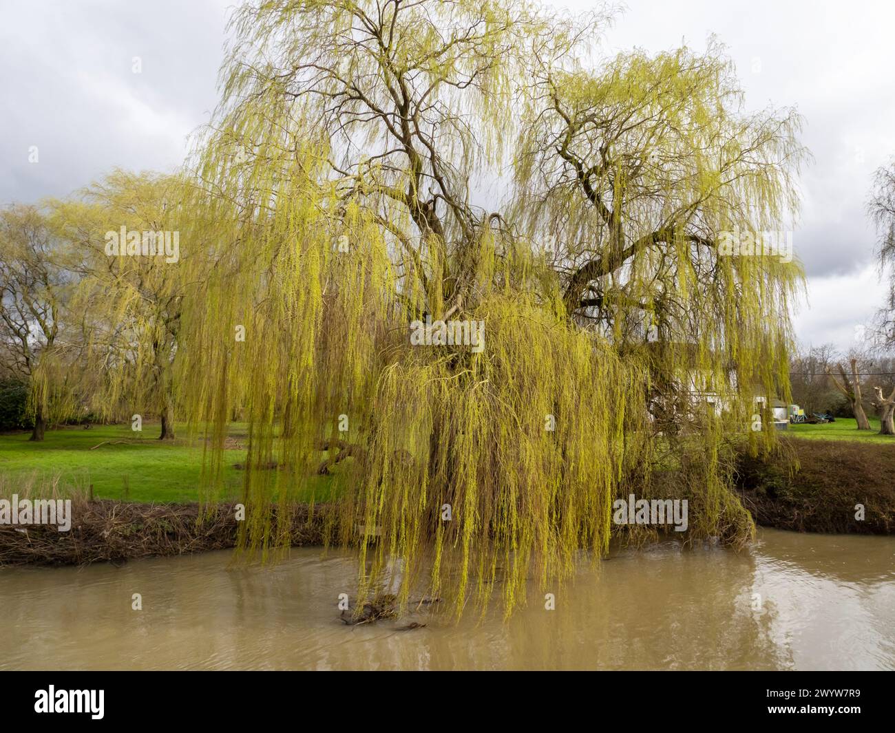 A Weeping Willow, Salix babylonica on the River Soar near Rothley in ...