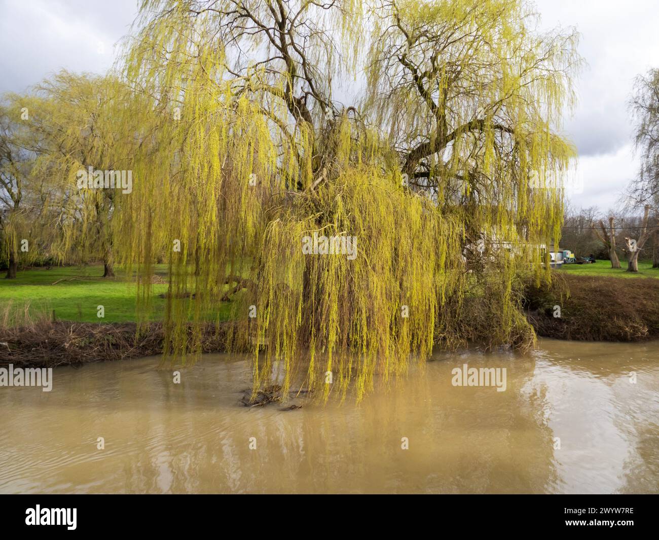 A Weeping Willow, Salix babylonica on the River Soar near Rothley in ...