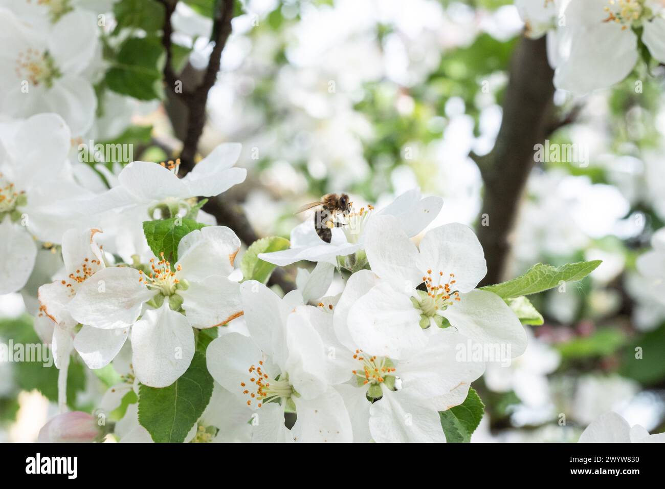 First bees pollinating full bloomed apple tree flowers. Everything is ...