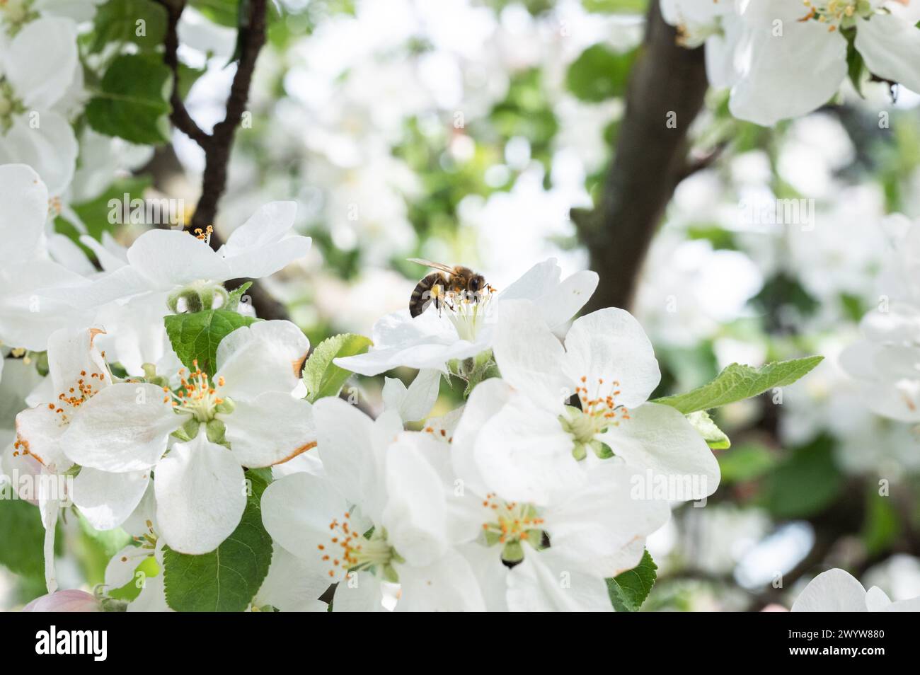 First bees pollinating full bloomed apple tree flowers. Everything is ...