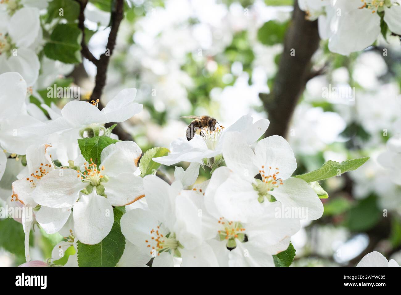First bees pollinating full bloomed apple tree flowers. Everything is ...