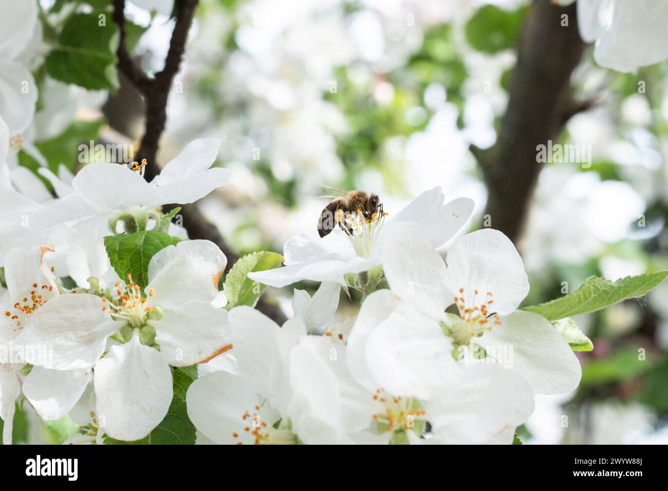 First bees pollinating full bloomed apple tree flowers. Everything is ...