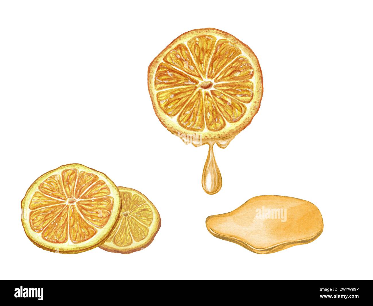 Watercolor ripe Orange slices with dripping juice. Drops of juice ...