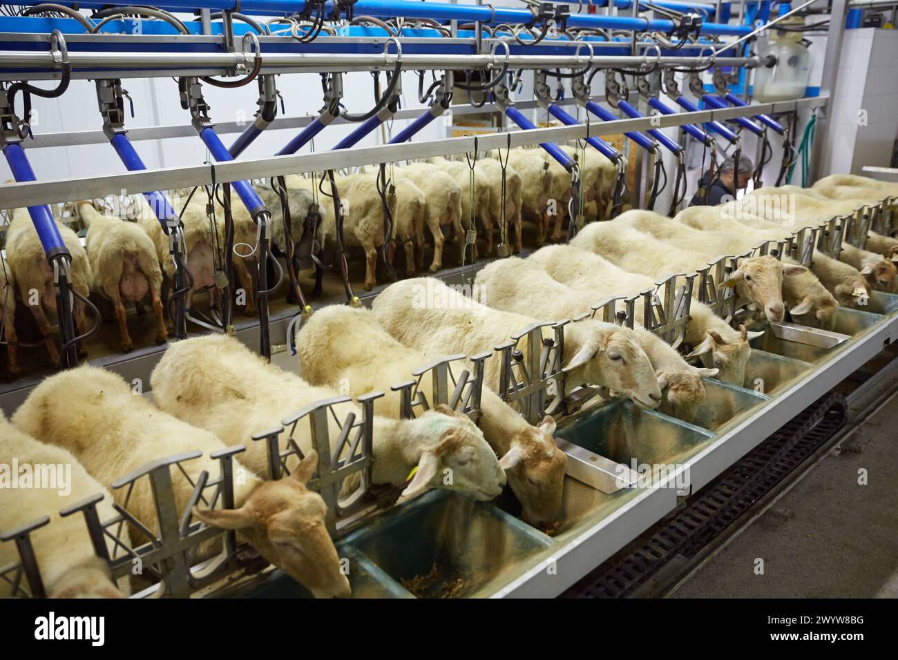Milking sheep hi-res stock photography and images - Alamy