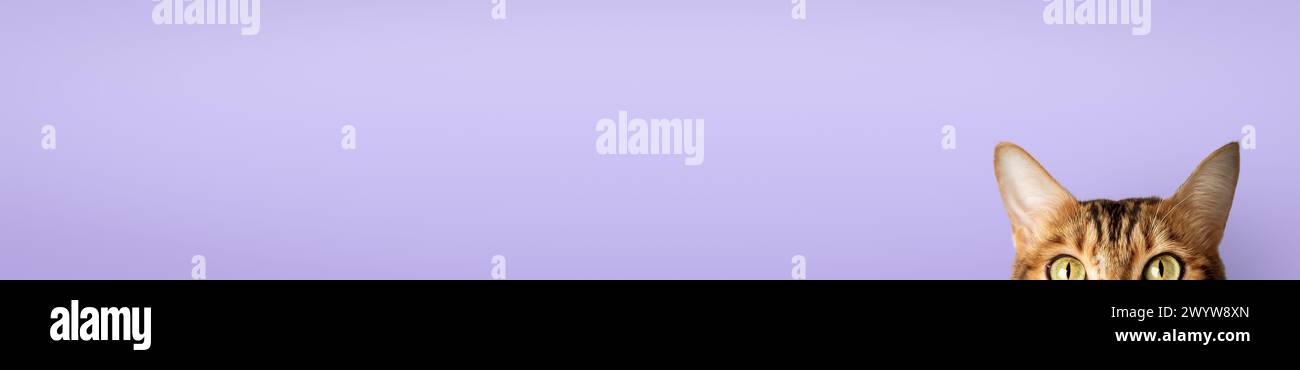 A funny cat looks out from below. Banner for advertising with a cats ...
