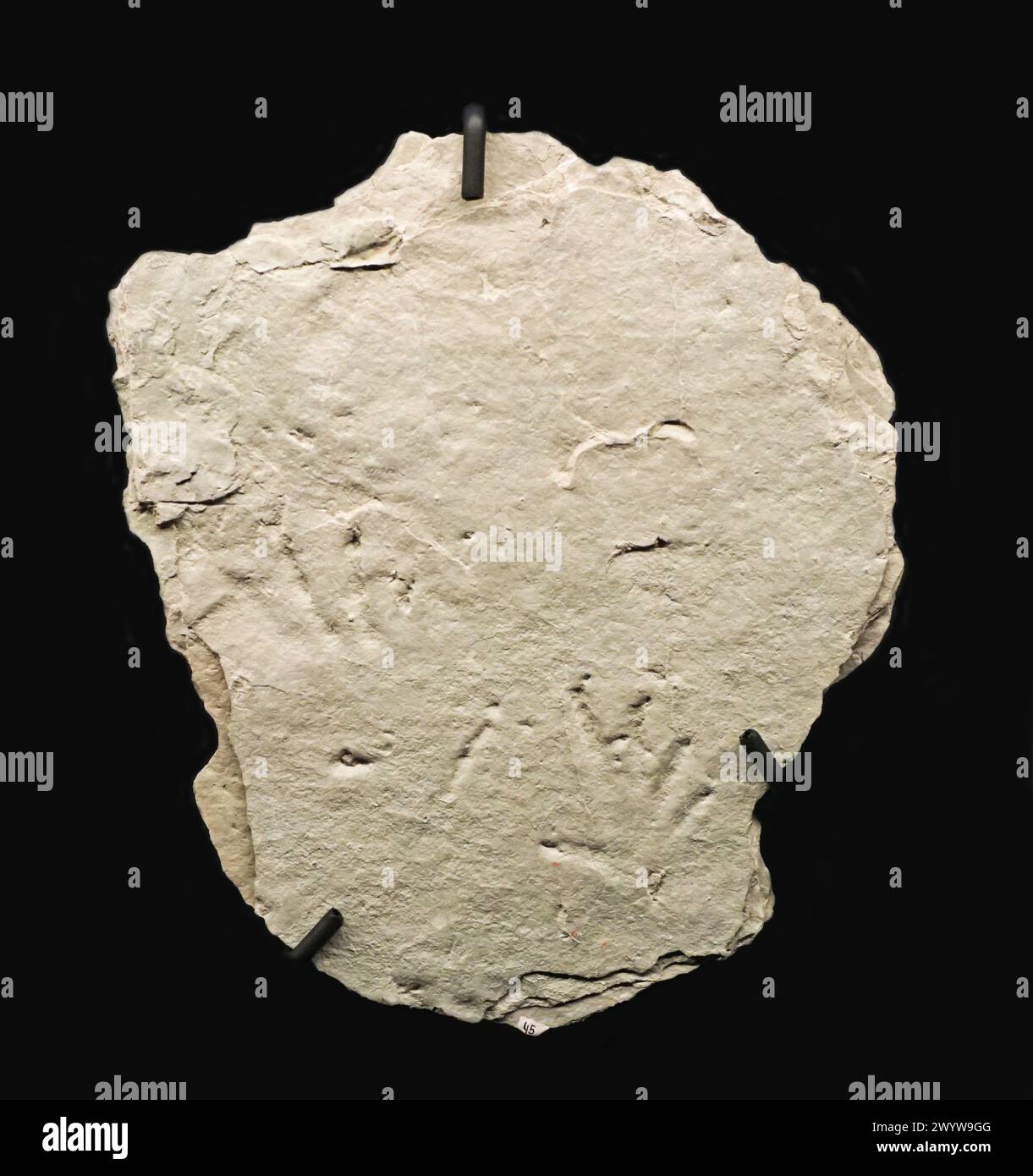 Trace fossil hi-res stock photography and images - Alamy