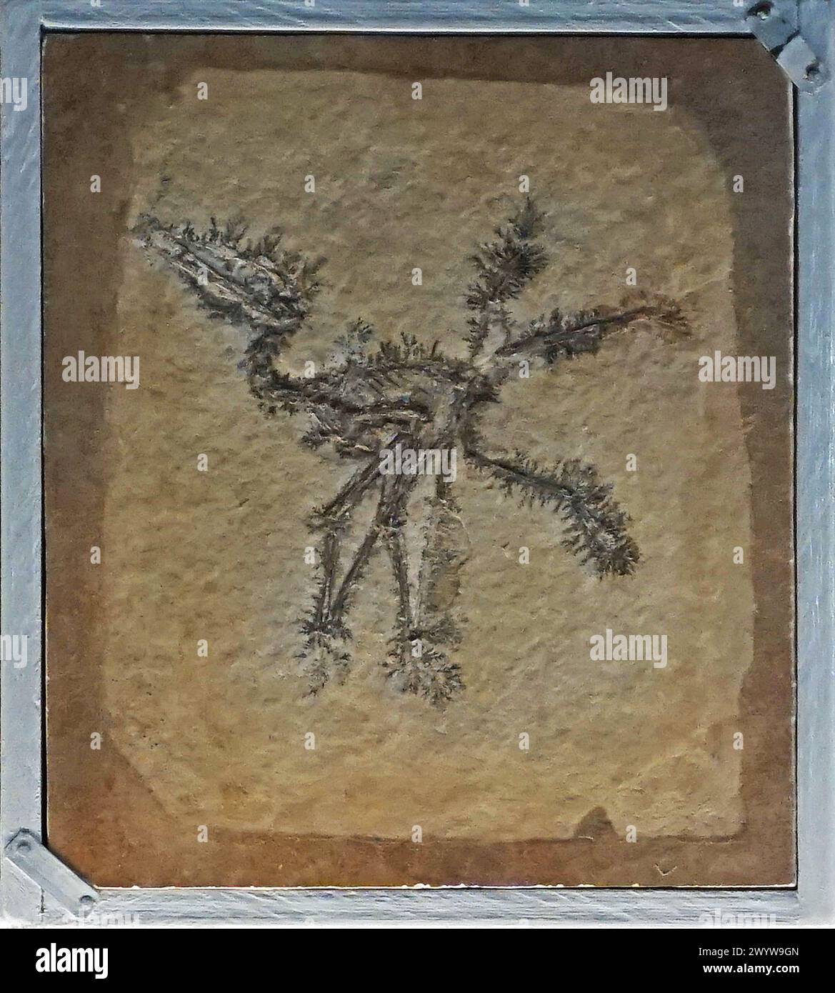 Pterodactylus antiquus germany hi-res stock photography and images - Alamy