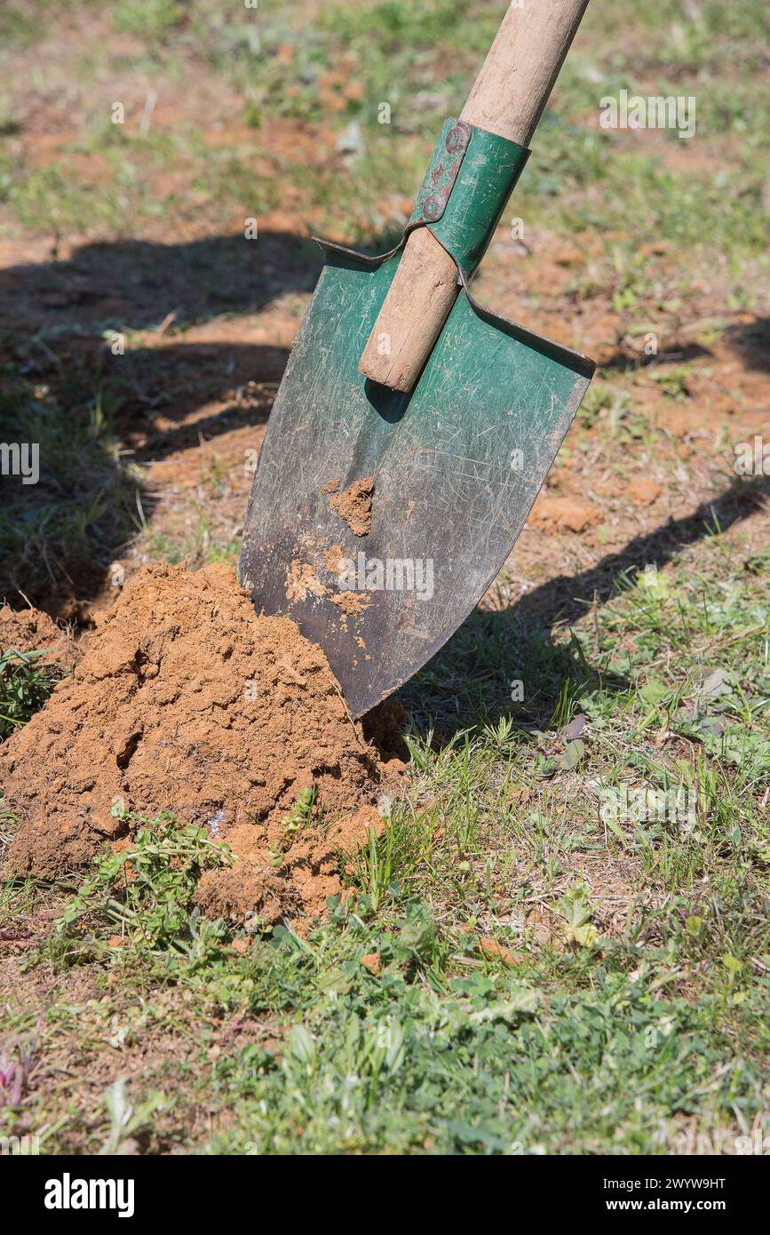 Worker digs the black soil with shovel in the garden, man loosens dirt ...