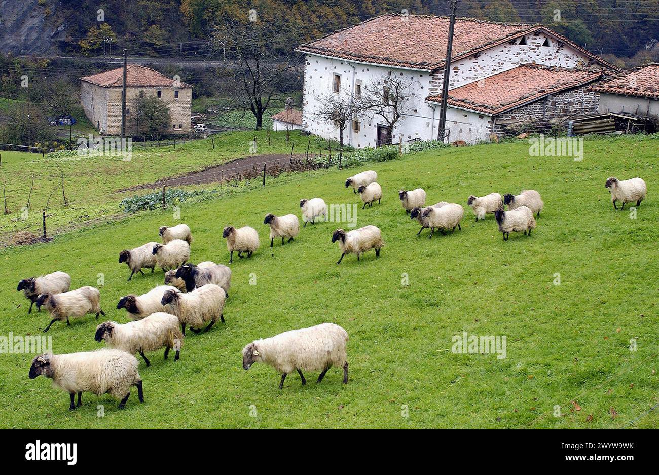 Latza sheep. Brinkola. Legazpi, Guipúzcoa. Euskadi, Spain Stock Photo ...