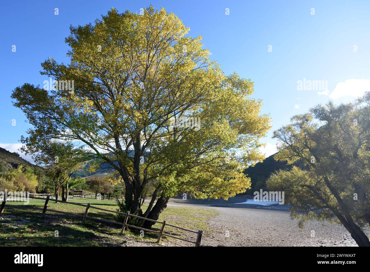Black poplar tree hi-res stock photography and images - Alamy