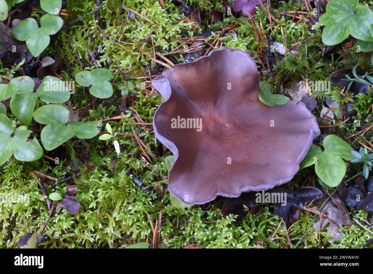 Collybia hi-res stock photography and images - Alamy